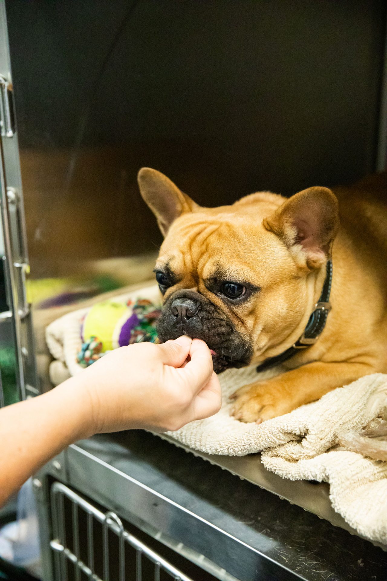 Vet in Dacula GA - Hog Mountain Animal Hospital